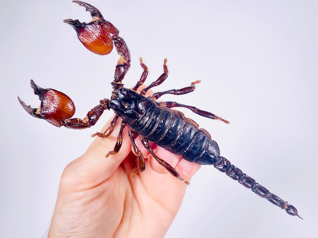 Pandinus Sp. Scorpion Real Birdwing Arachnid Unmounted for Artwork ...