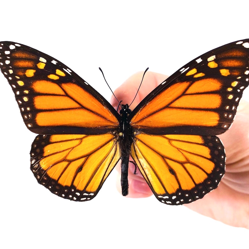 Real Butterfly - Etsy
