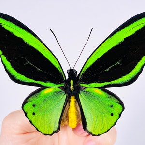 Ornithoptera Priamus Poseidon in Pair Real Birdwing Butterflies ...