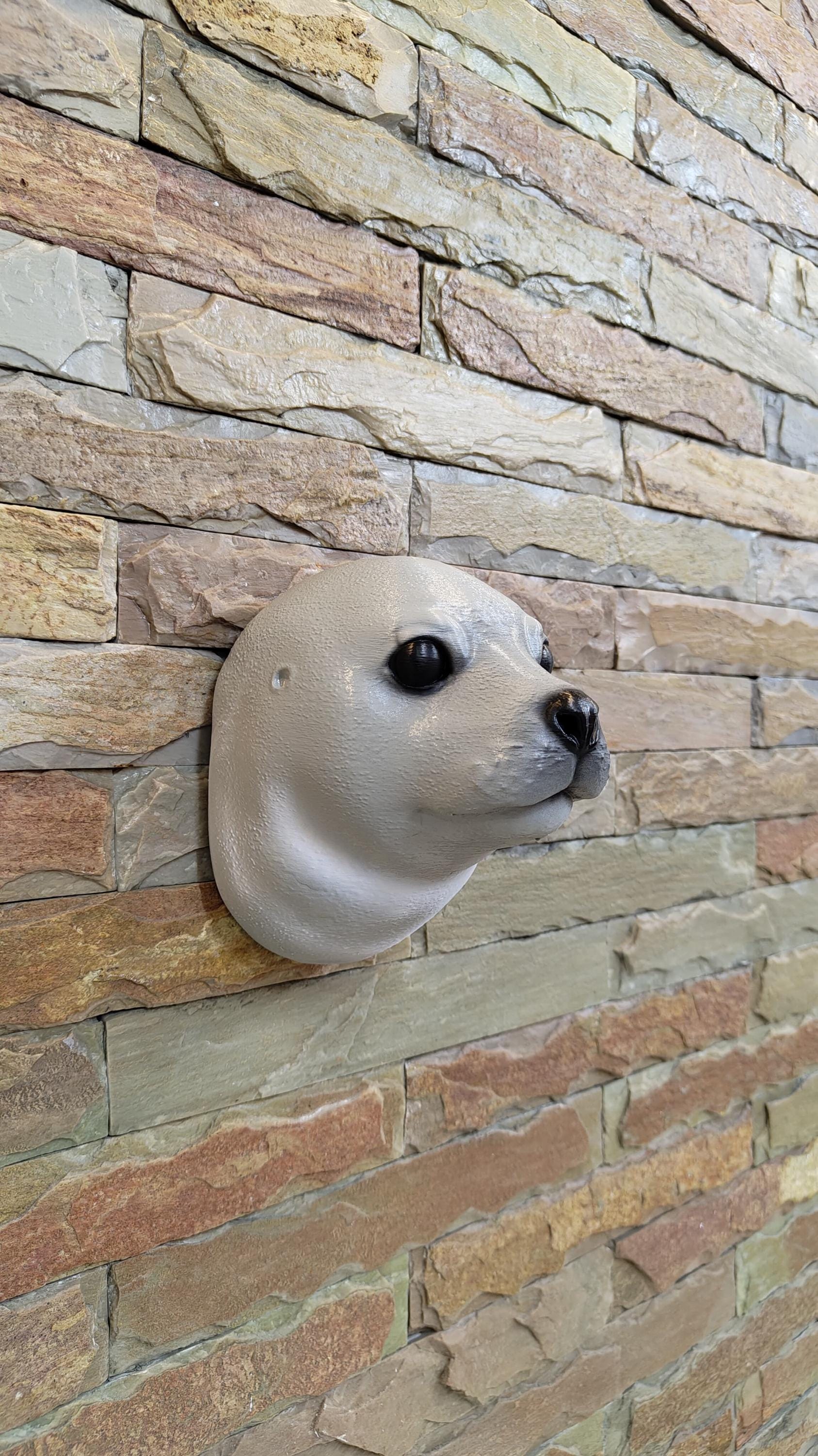 Seal Head Cute Wall Mount, Swimming Sea Creature Head Taxidermy, Ocean ...