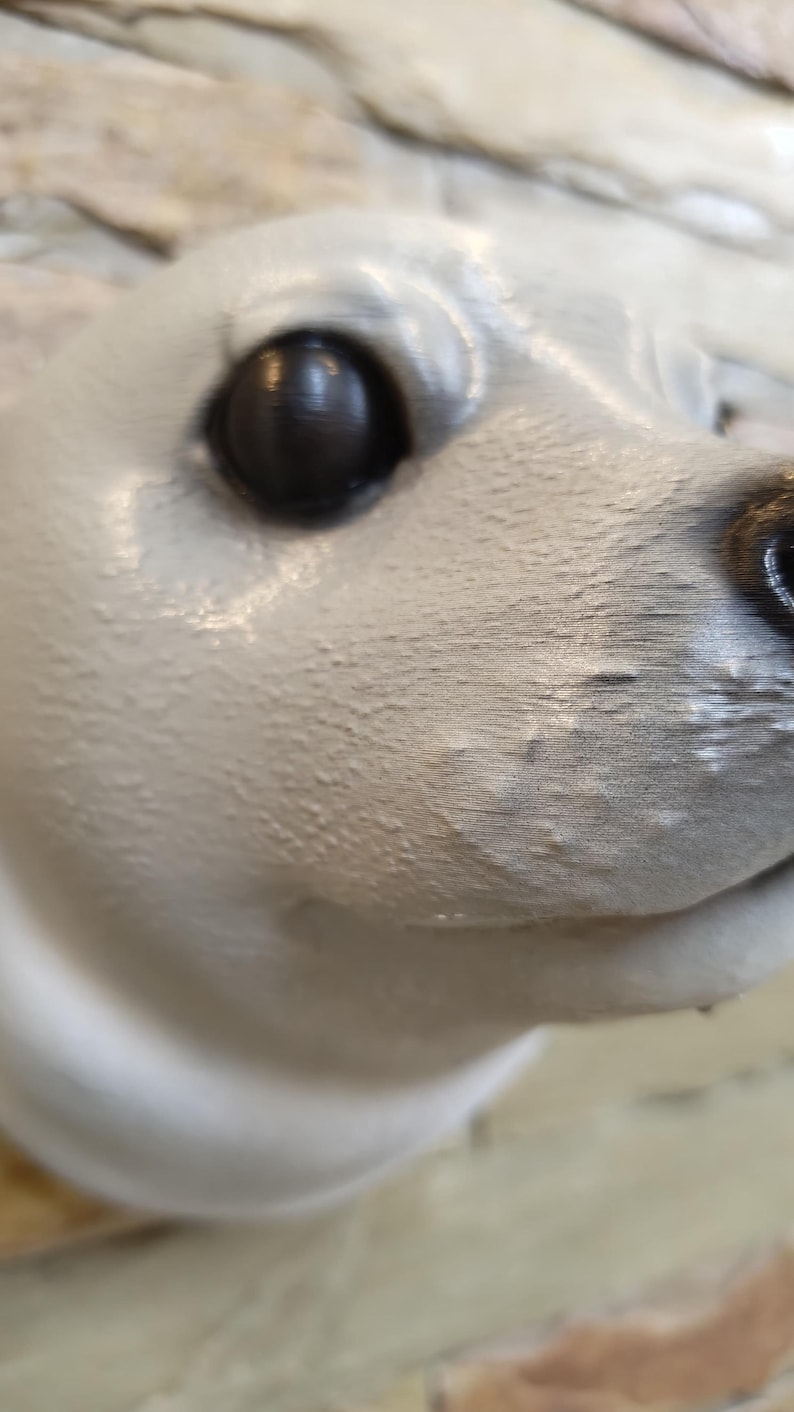 Seal Head Cute Wall Mount, Swimming Sea Creature Head Taxidermy, Ocean ...