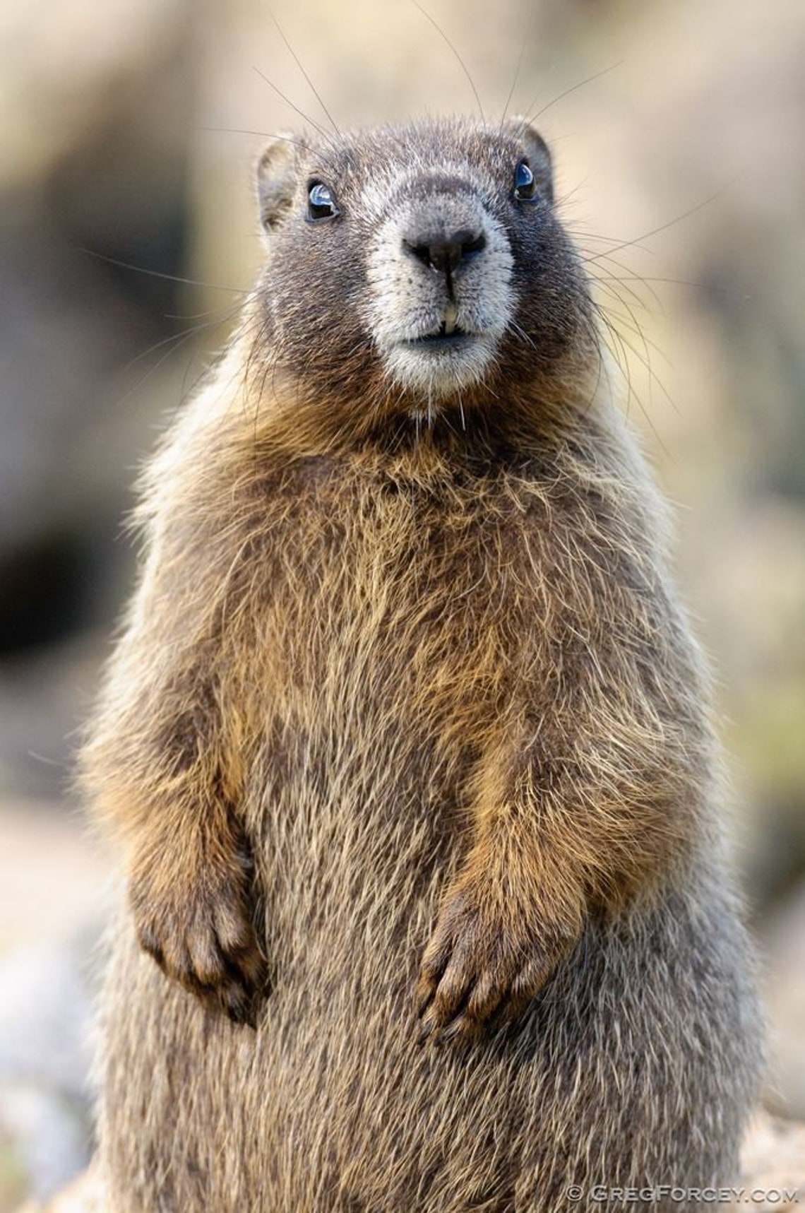 Marmot Head Wall Mount, 3d Printed, Prairie Dog, Cute, Children's Room ...