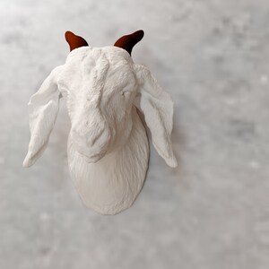 Indian Goat Head Wall Mount, Mutton, Farm Decor, Farm Animal Decor - Etsy