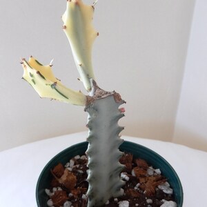 Euphorbia Lactea White Ghost Cactus Rooted in 4" Pot Tag #9 - Etsy