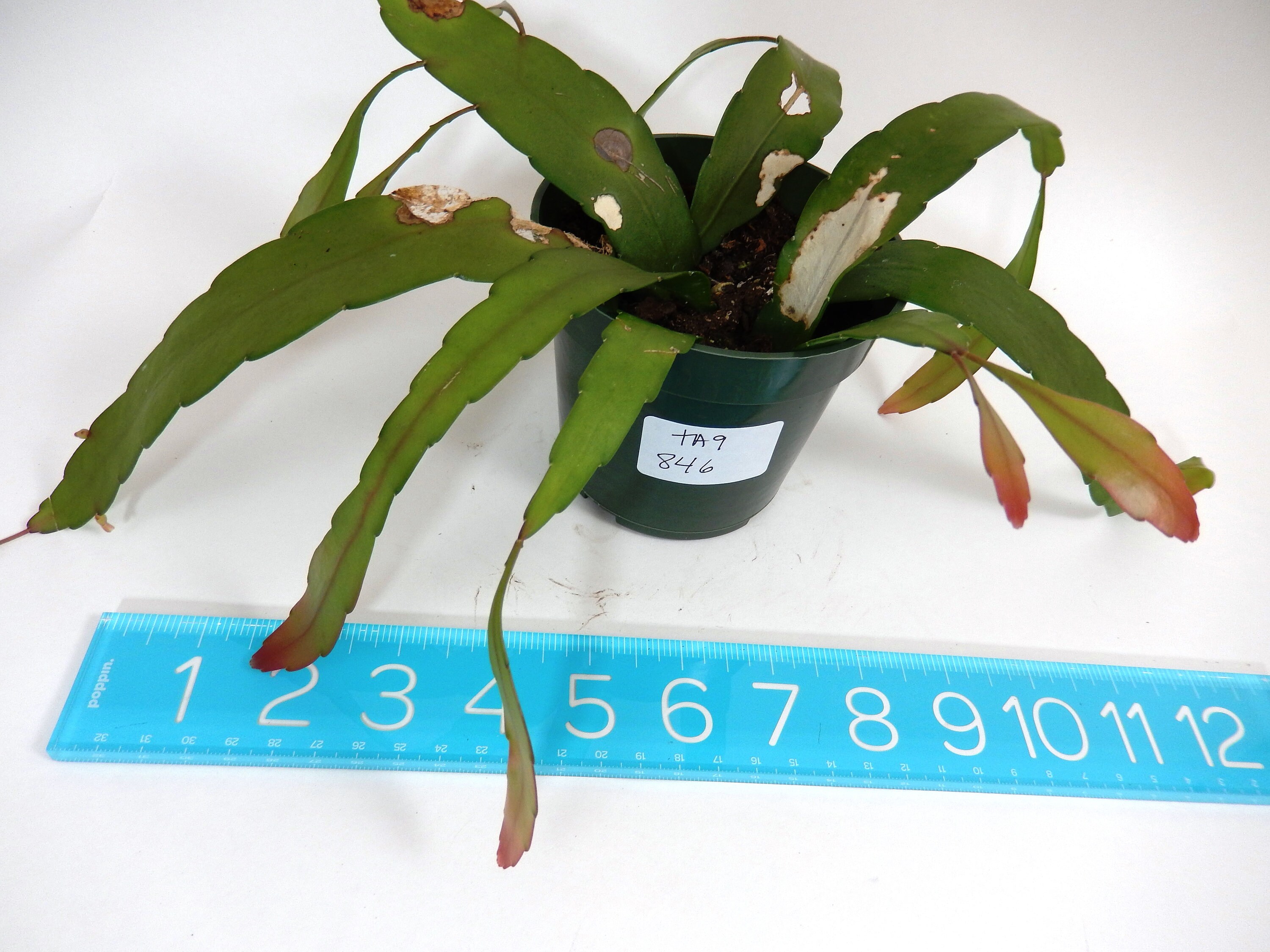 Pseudorhipsalis Ramulosa Red Mistletoe Cactus - Etsy