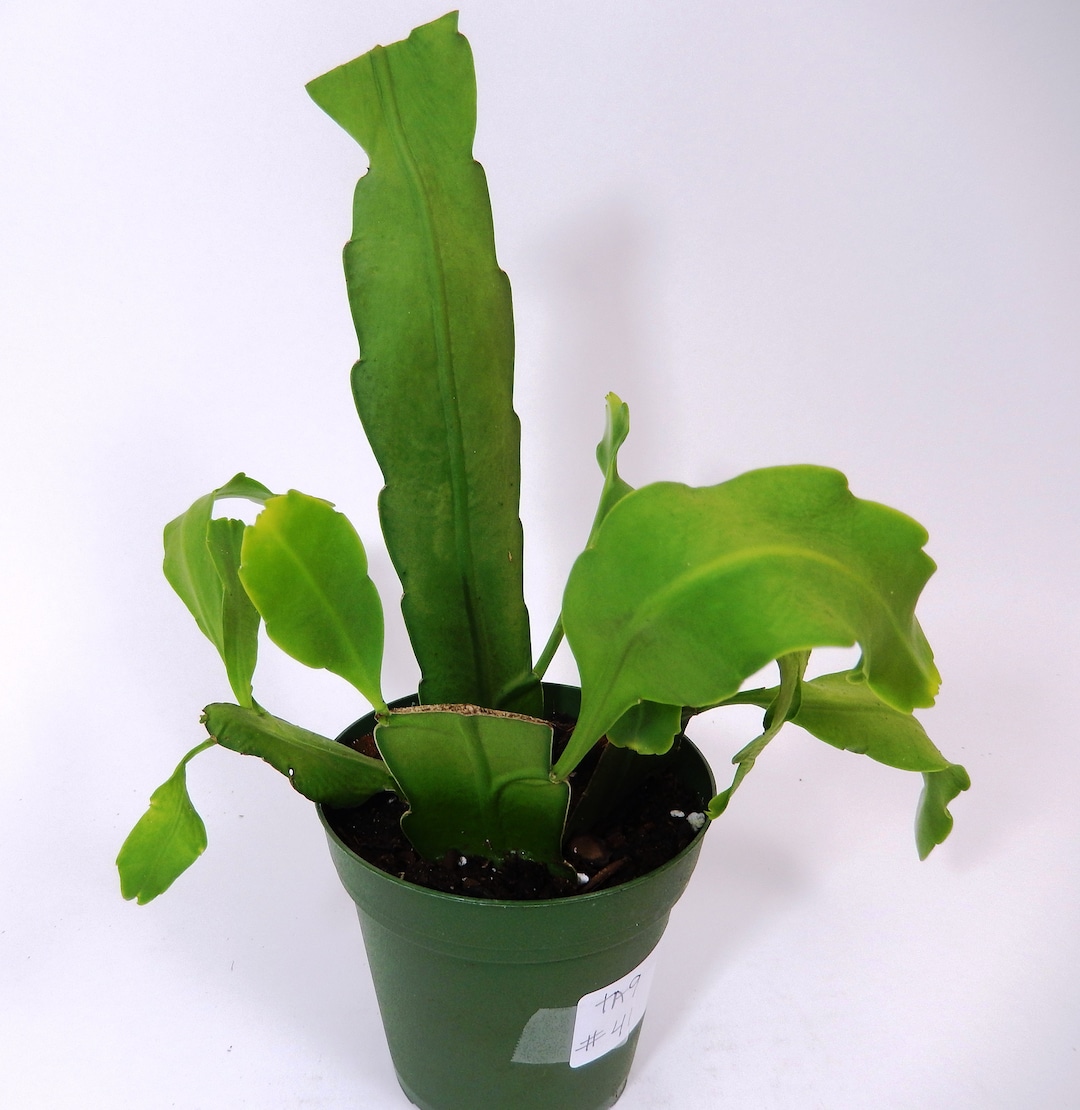 Queen of the Night Orchid Cactus Epiphyllum Oxypetalum Rooted in 4 Pot ...