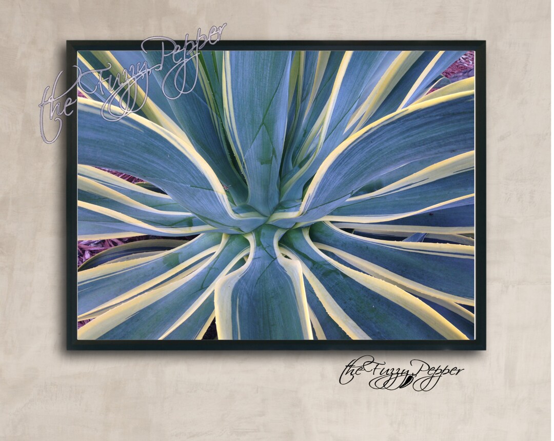 Century Plant Print, Agave Photo, Printable Digital Download, Southwest ...