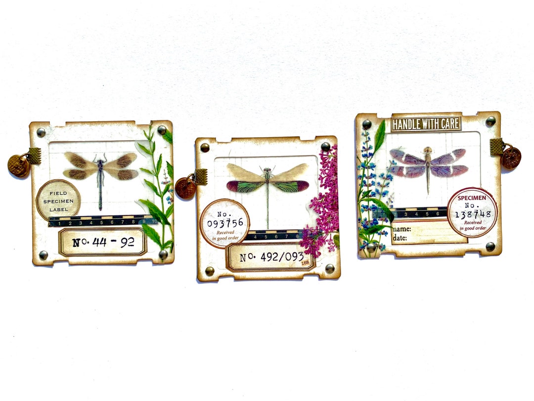 Specimen Slides - Etsy