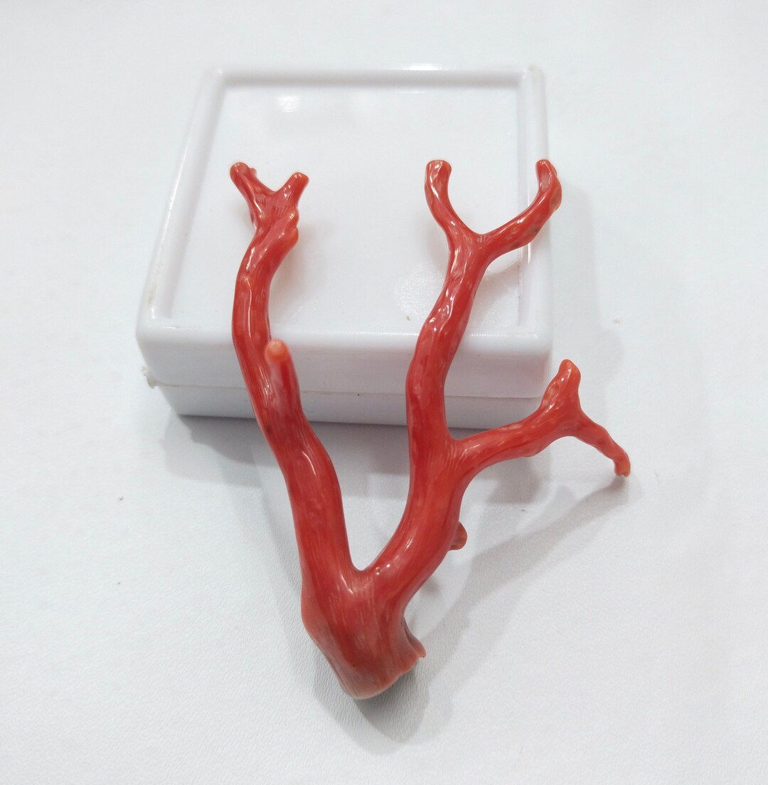 Genuine Red Coral Tree Branch-100% Natural Italian Sea Coral - Etsy