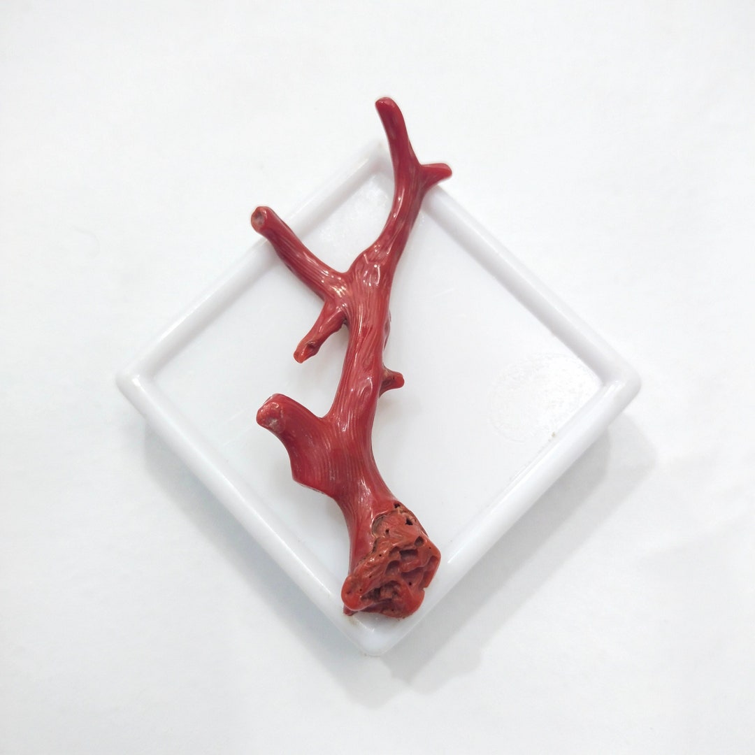 Oxblood Red Coral Reef-mediterranean Red Coral Polished Reef Branch ...