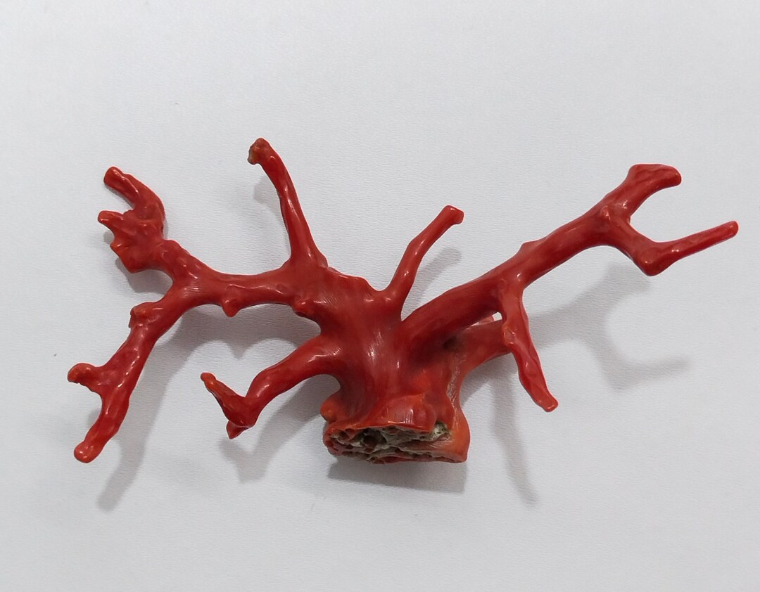 56 CRT. Red Coral Branch-red Coral Tree Branch Gemstone-italian Coral ...