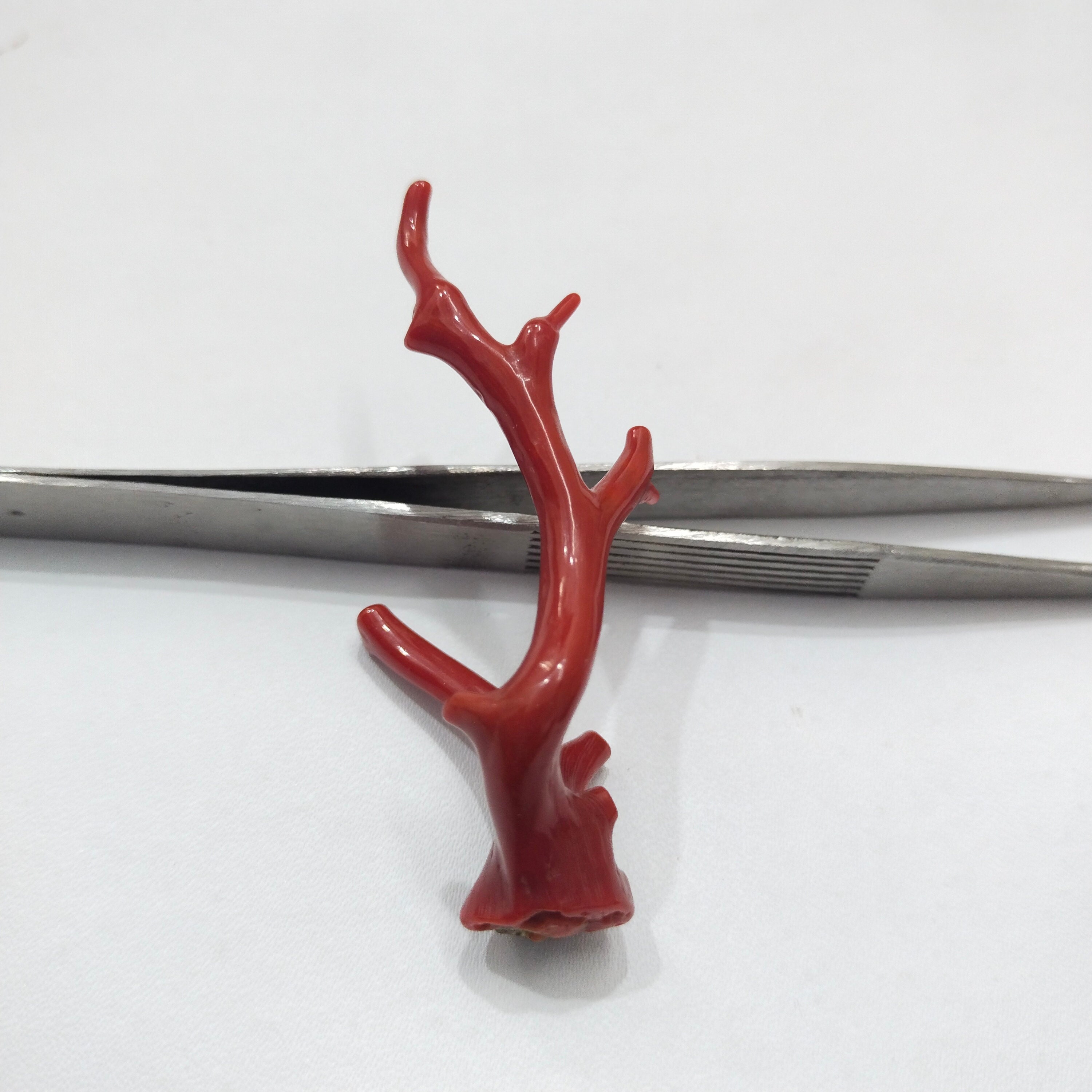 Rare Oxblood Red Coral Reef Branch-100% Natural Italian Sea Dark Red ...