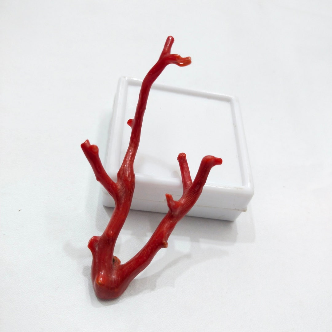 Antique Vintage Red Coral Tree Branch, 100%natural Undyed Red Coral ...