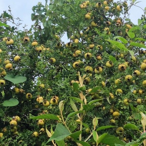 Recommend Organic Rosa Roxburghii Tratt, Rosa Roxburghii, Roxburgh Rose ...