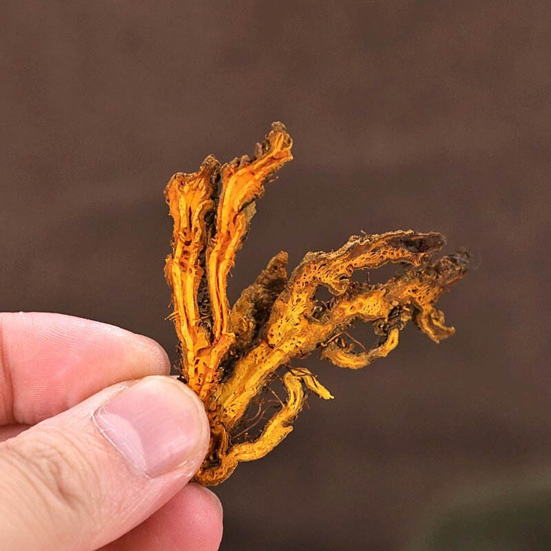 Organic Dried Coptis Chinensis Chinese Goldthread - Etsy