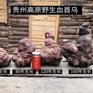 Precious 100% Jiu Zheng Jiu Shai Pure Wild Dried Tuber Fleeceflower ...