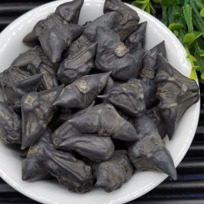 Recommend Organic Dried Water Caltrop Water Chestnut Trapa - Etsy