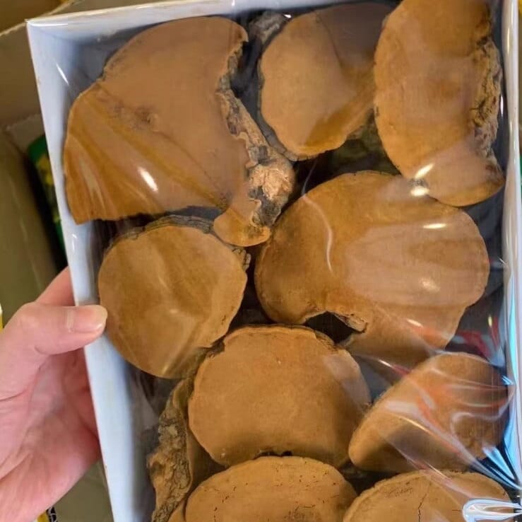 Organic Dried Phellinus Linteus Chinese Song-gen Meshimakobu Mushroom ...