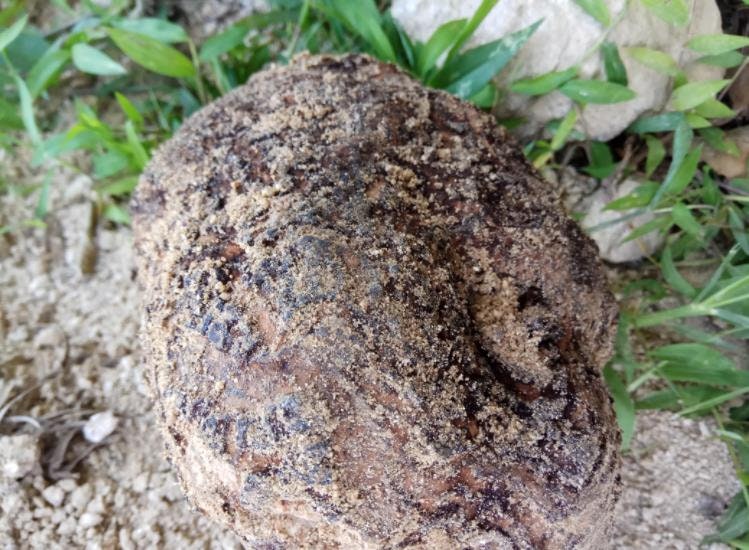 High Quality Poria Cocos Slice, Fu Ling Slice, Sclerotum Poriae Cocos ...