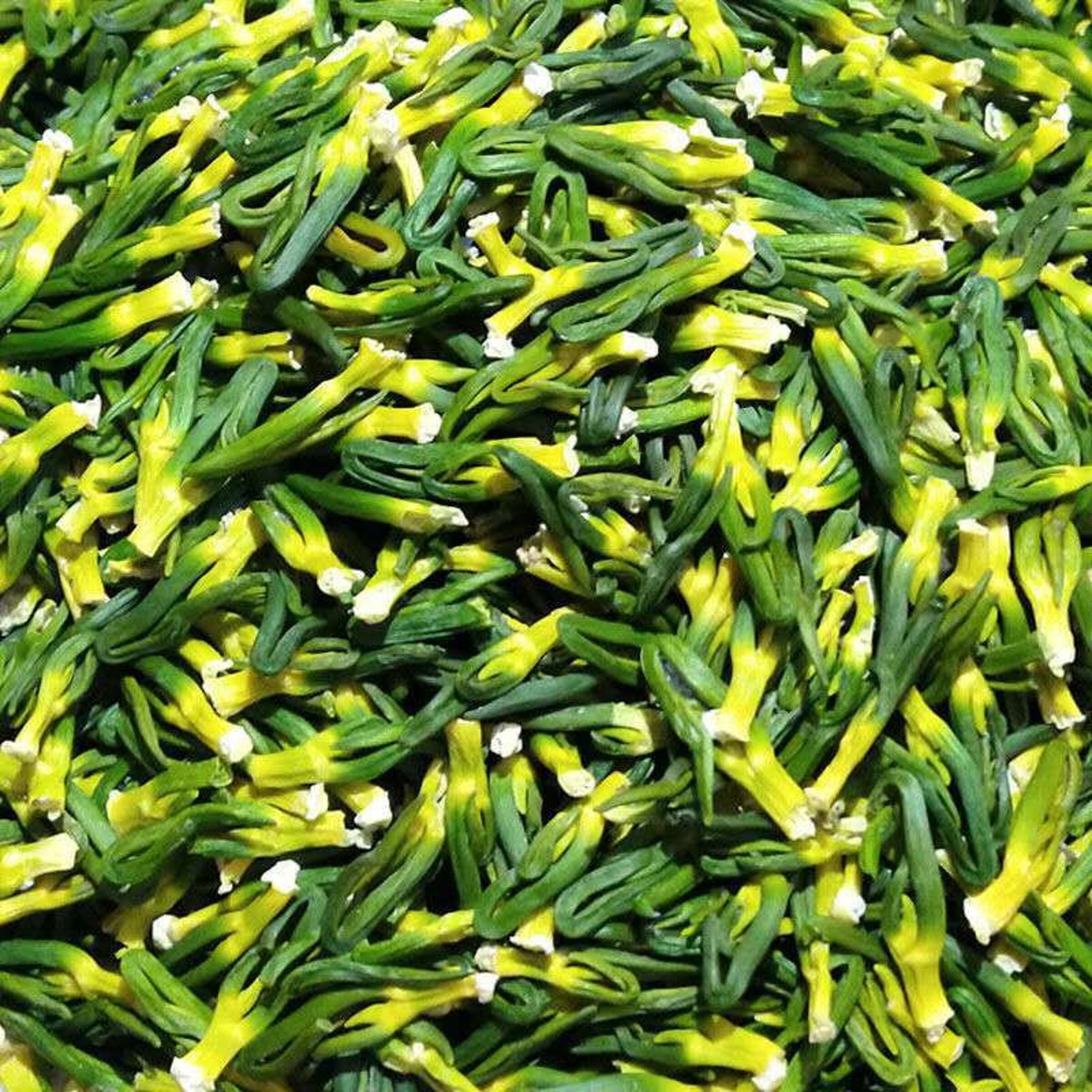 Recommend Organic Lotus Seed Core Green Lotus Germtea Tea , Embryo ...