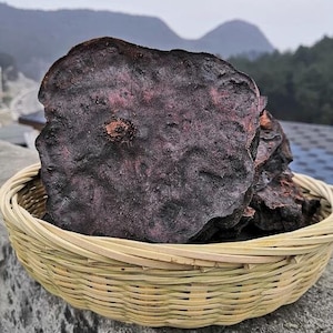 Precious 100% Jiu Zheng Jiu Shai Pure Wild Dried Tuber Fleeceflower ...