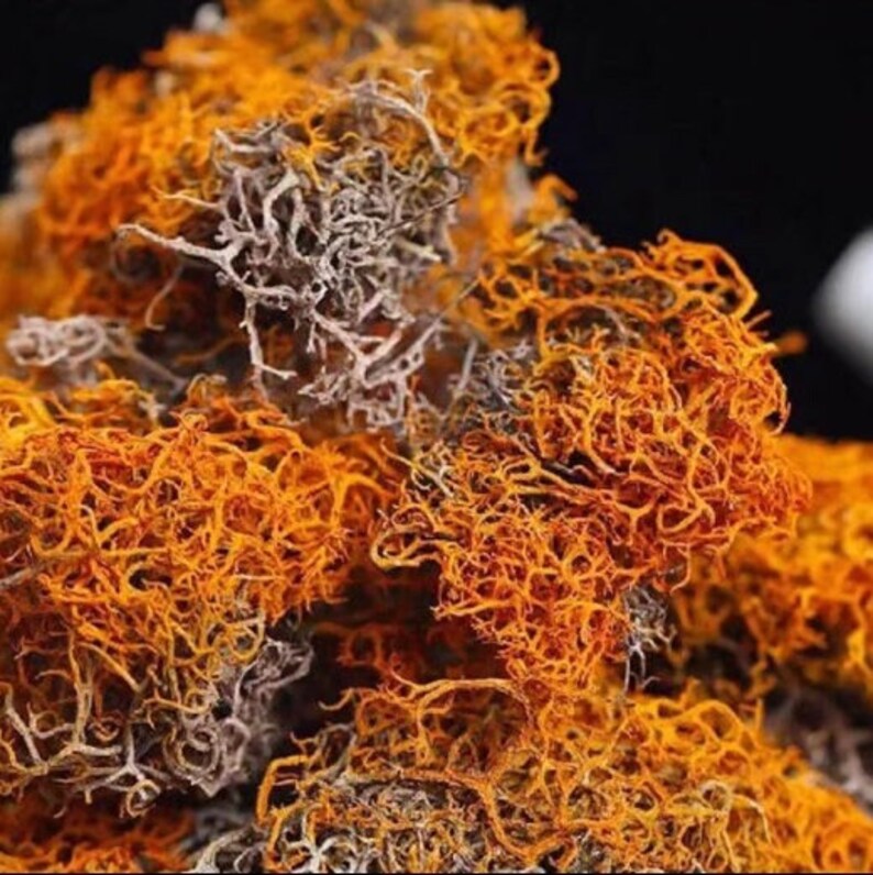 Organic Dried Red Thamnolia Vermicularia, Red Snow Tea - Etsy