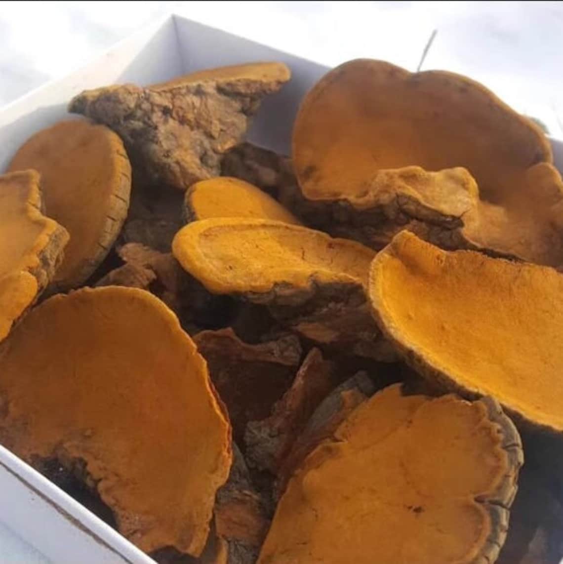 Organic Dried Phellinus Linteus Chinese Song-gen Meshimakobu Mushroom ...