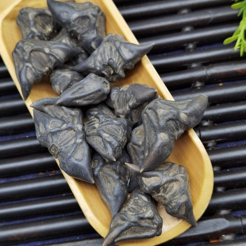 Recommend Organic Dried Water Caltrop, Water Chestnut, Trapa Bispinosa ...