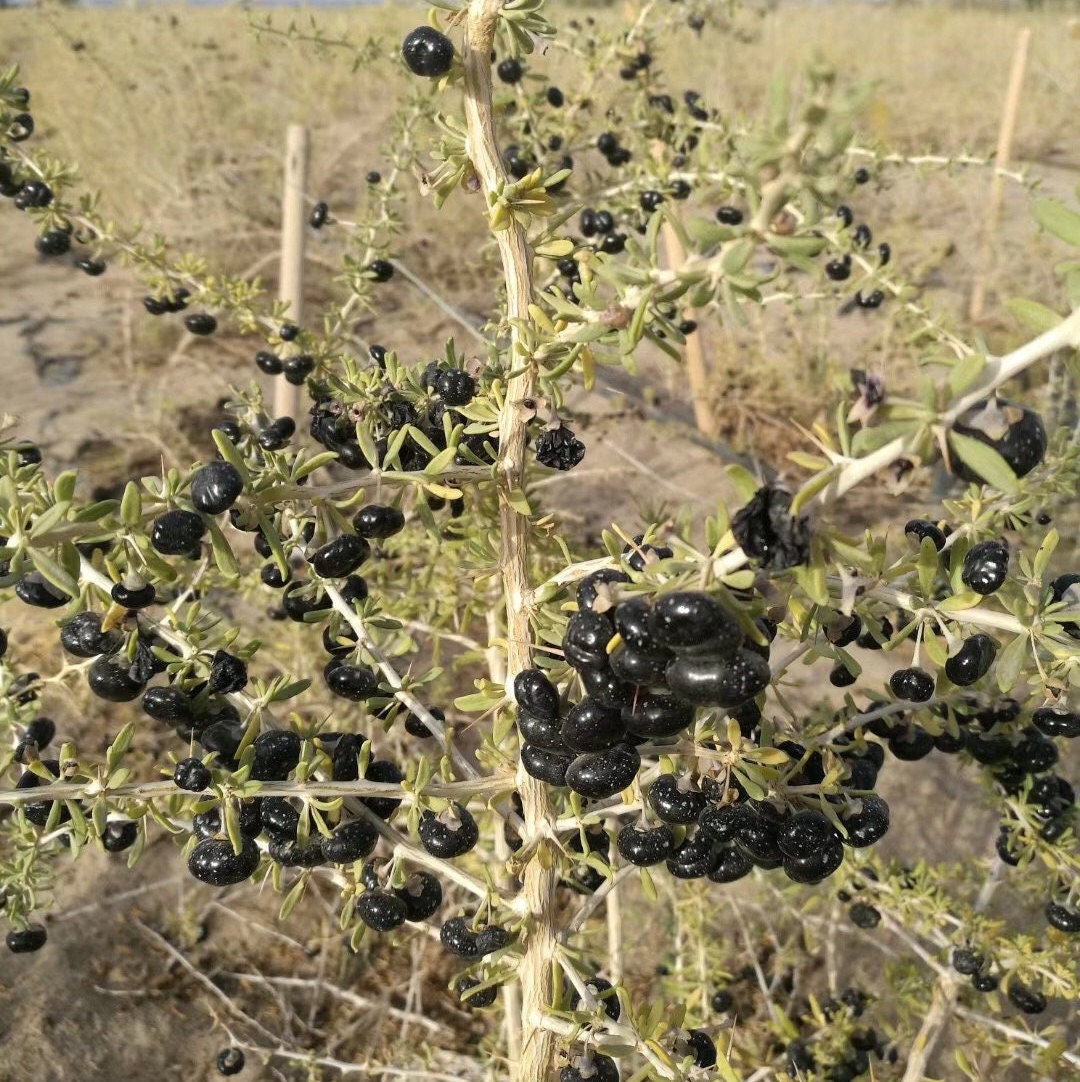 Recommend Organic Big Black Goji Berry Black Wolfberry - Etsy