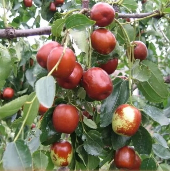 Organic Dried Red Dates, Red Jujube Dates, Zizyphus Jujuba, Red Date ...