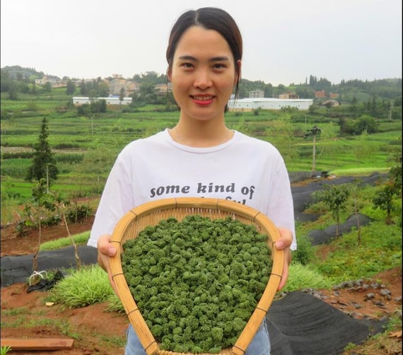 250g Organic Sanchi Flower Ginseng Dry Flower Sanqi Tianqi - Etsy