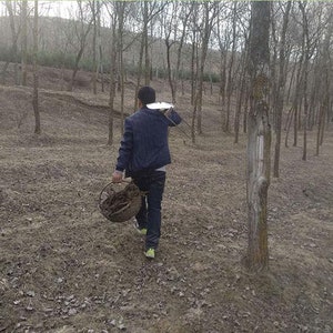 8.8oz High Quality Poria Cocos, Fu Ling, Sclerotum Poriae Cocos ...