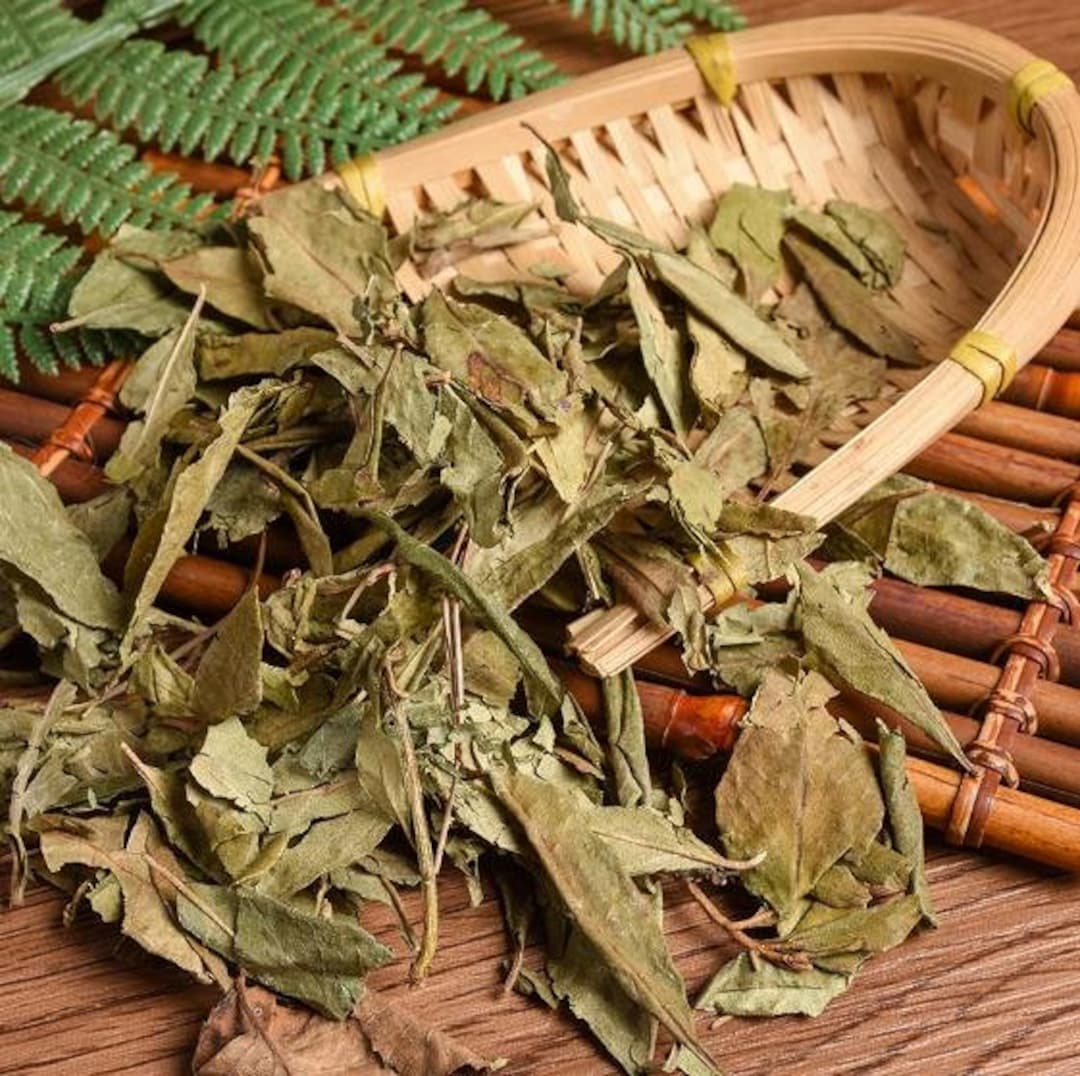 Organic Dried Folium Rhododendri Dahurici, Dahurian Rhododendron Leaf ...