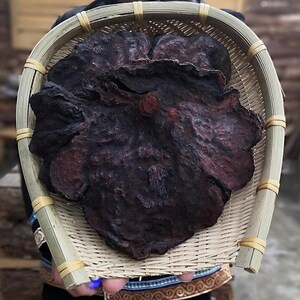 Precious 100% Jiu Zheng Jiu Shai Pure Wild Dried Tuber Fleeceflower ...