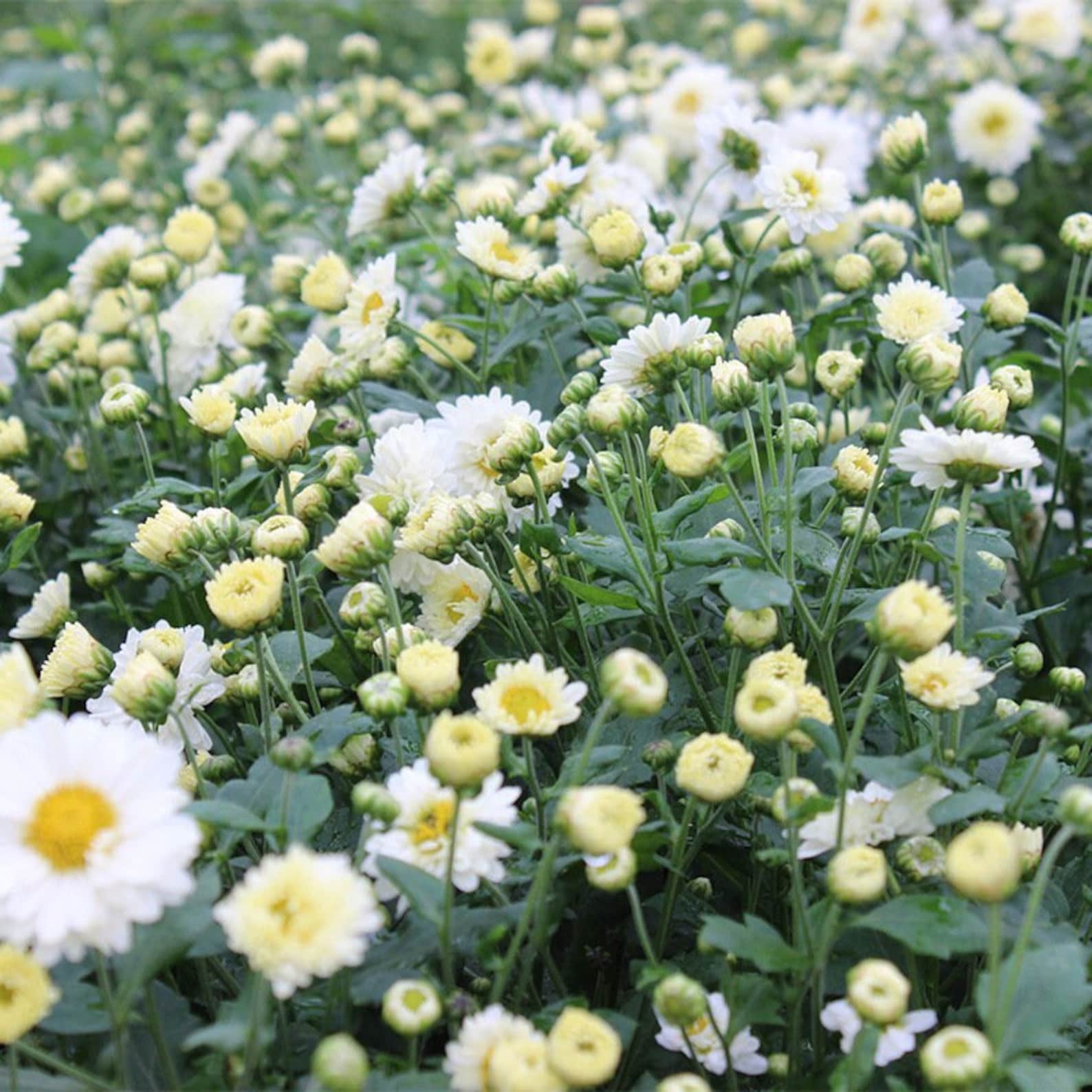 Organic Dried Chrysanthemum Buds Tea, Hangzhou White Chrysanthemum ...