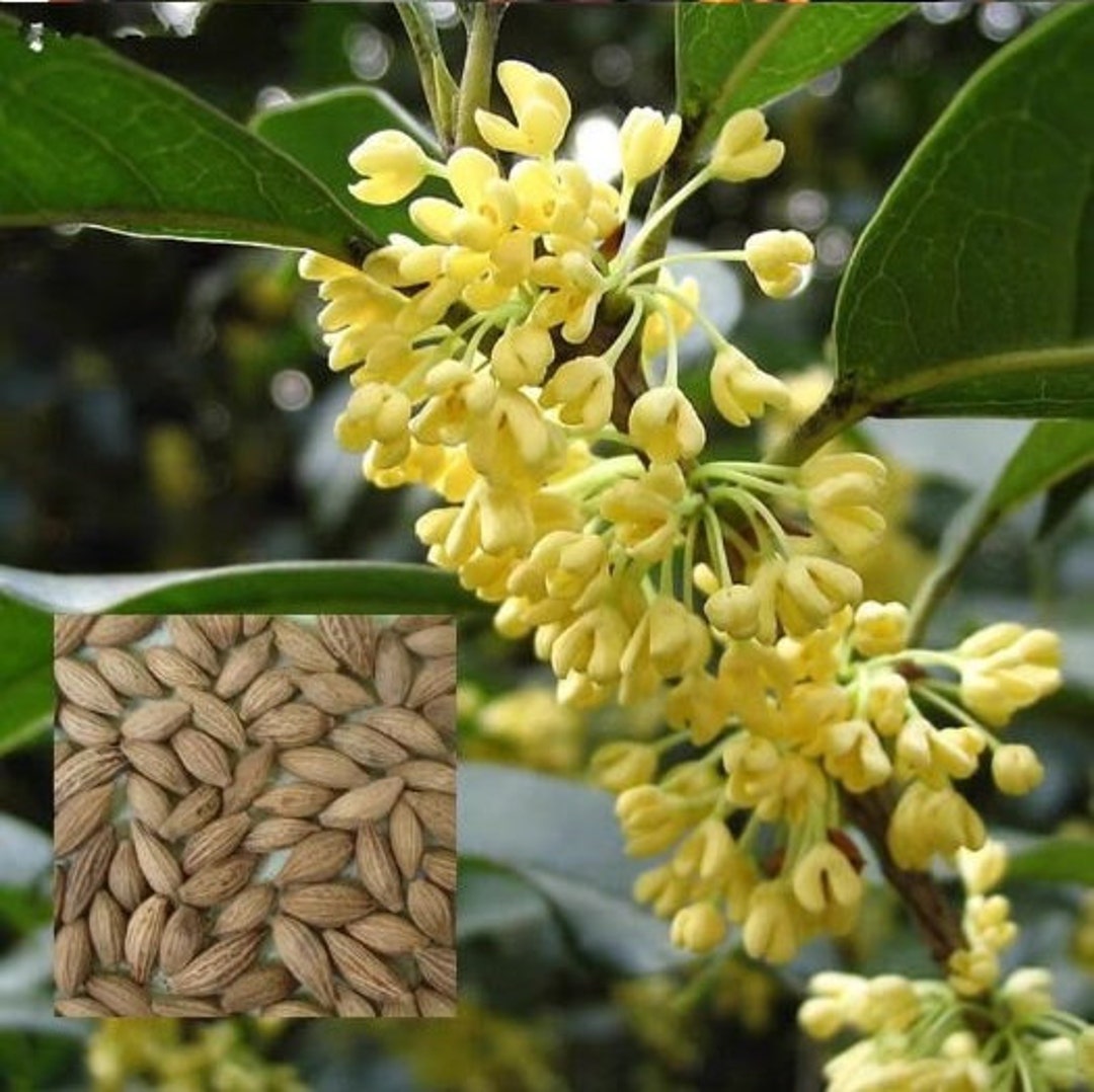 Osmanthus Fragrans Seeds, Sweet Osmanthus Seed, Osmanthus Flowers Seed ...