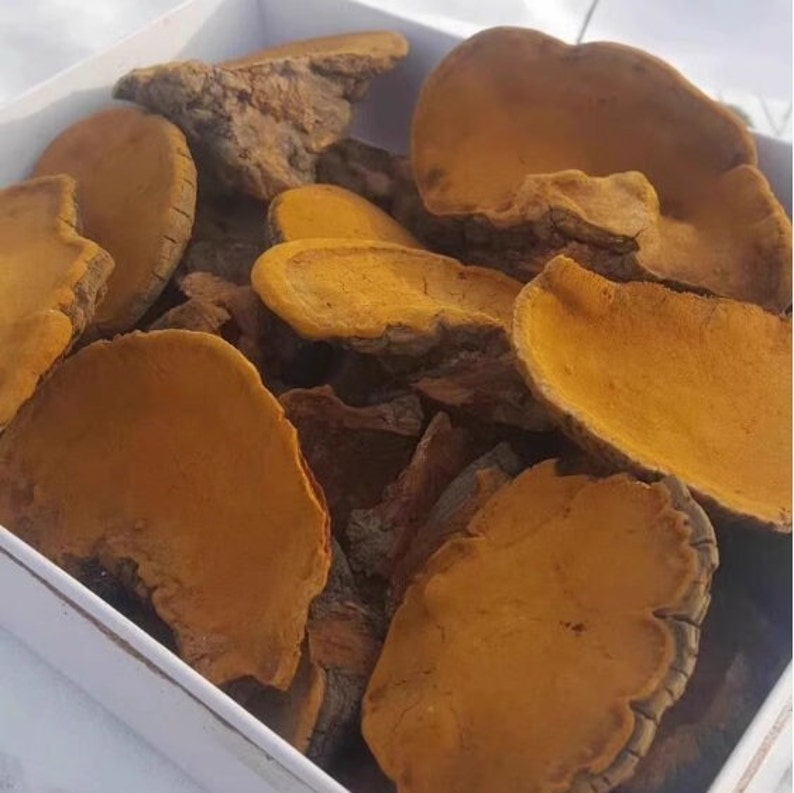 Organic Dried Phellinus Linteus Chinese Song-gen Meshimakobu Mushroom ...