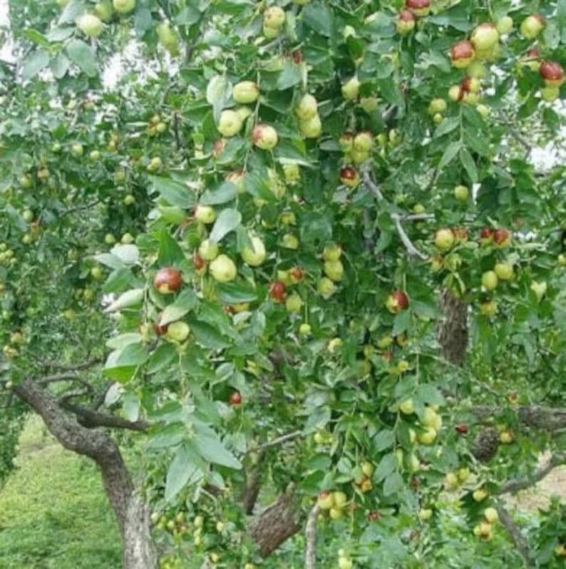 Organic Dried Red Dates, Red Jujube Dates, Zizyphus Jujuba, Red Date ...