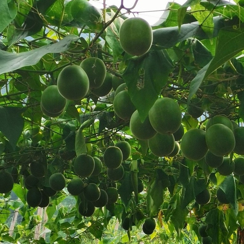 250g Luo Han Guo Fruit Tea Momordica Grosvenori Tea Monk Fruit Herbal ...