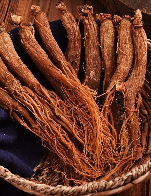 Organic Top Quality Red Ginseng Roots Whole Root Red Panax Ginseng ...