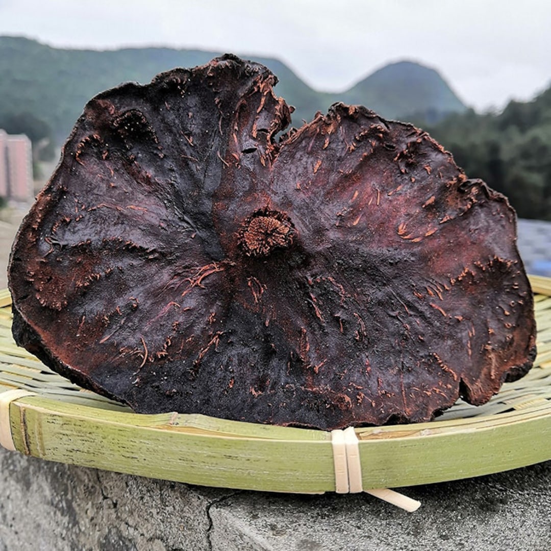 100% Jiu Zheng Jiu Shai Pure Wild Dried Tuber Fleeceflower Root, Radix ...