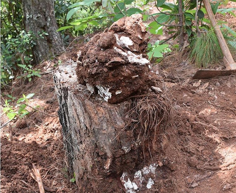 8.8oz High Quality Poria Cocos, Fu Ling, Sclerotum Poriae Cocos ...