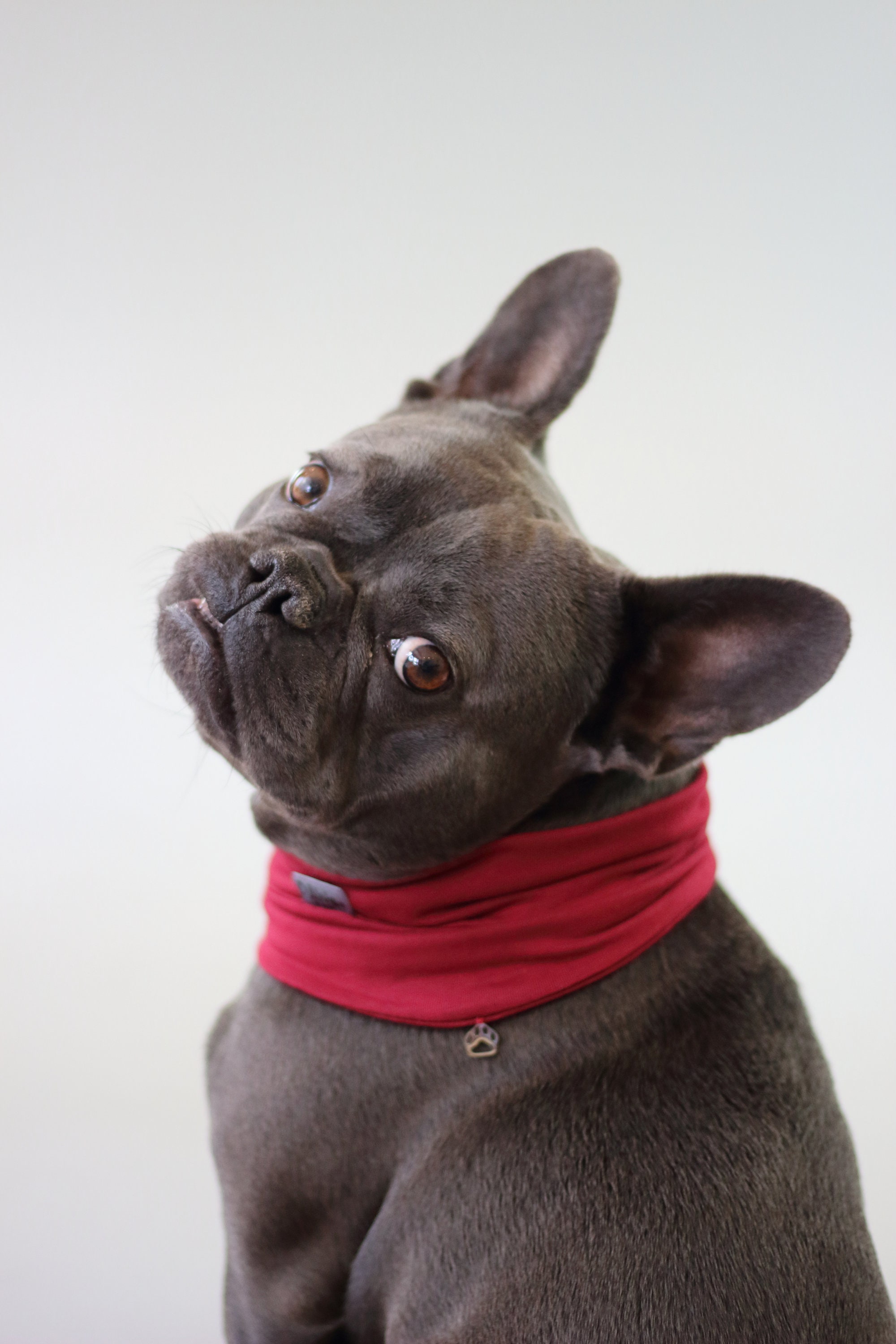 Cuello de perro pañuelo para perros PAW by Seven Dog | Etsy