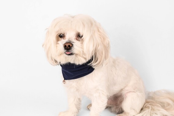 SPACE GRAVITY PAW by Seven Dog Muffler Dog Bandana Dogs | Etsy