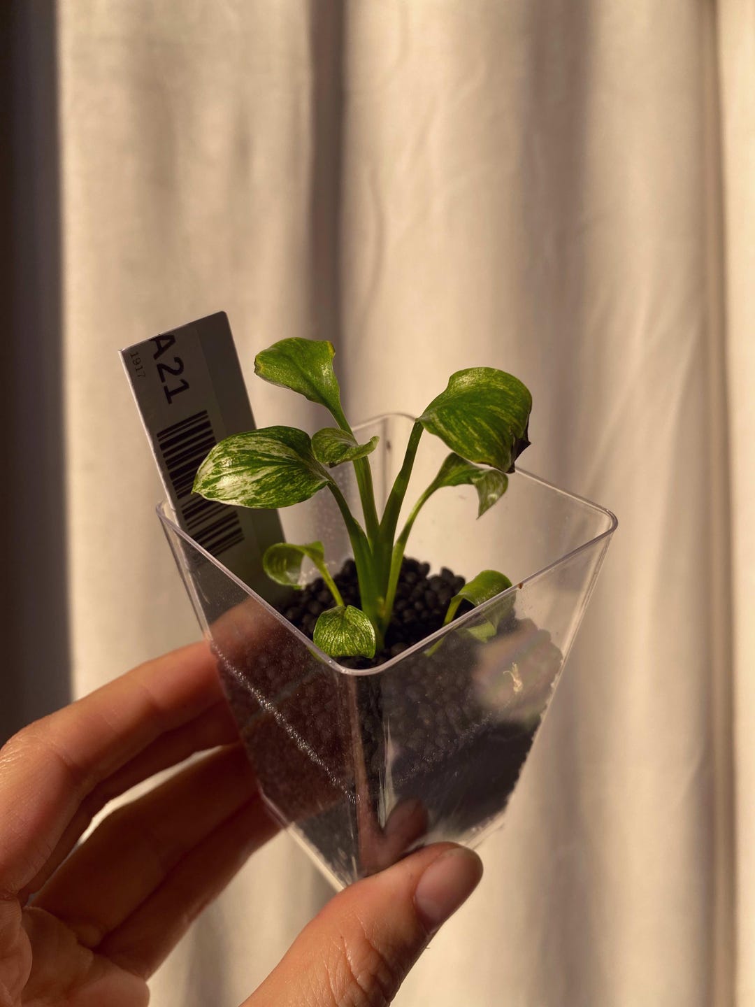 Spathiphyllum Wallisii "sensation" Variegated TC Plantlet (3:A21) [1917 ...