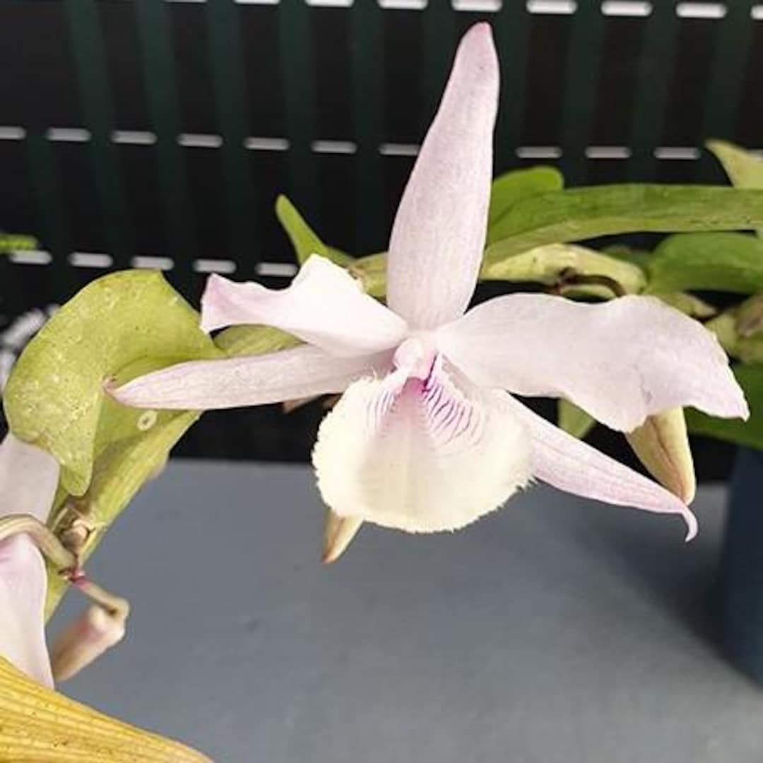 Dendrobium Aphyllum variegata Variegated 1.7 preorder 6560P:G Rare ...