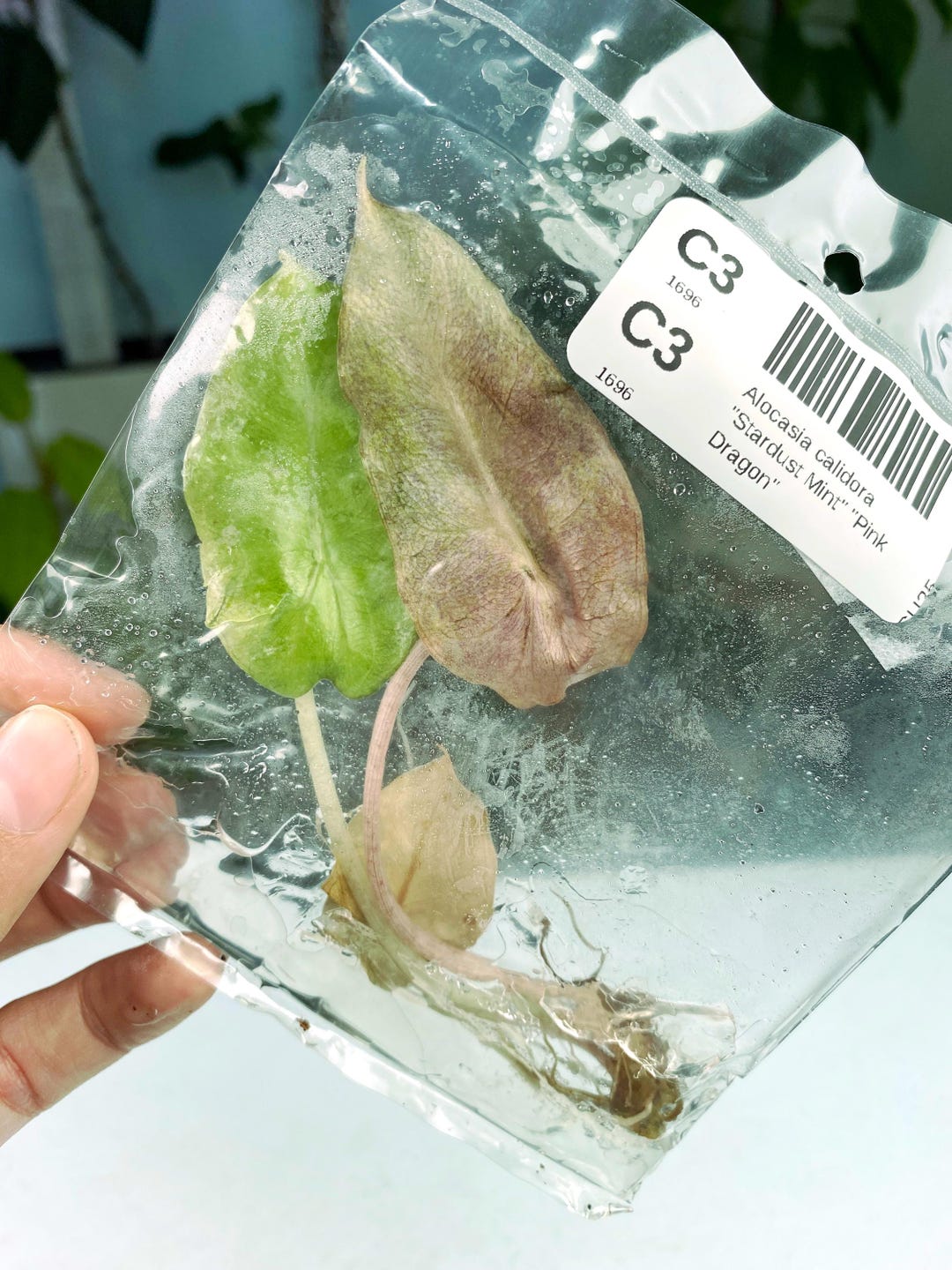 Alocasia Calidora stardust Mint pink Dragon TC Plantlet 3:C3 1696 Rare ...