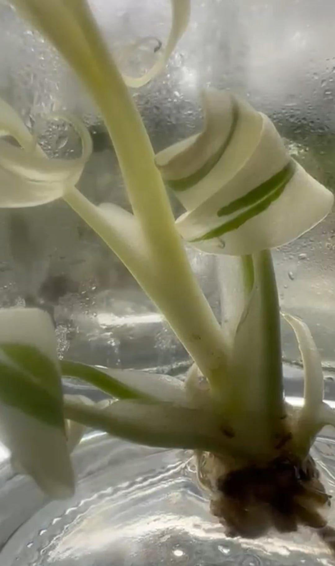 Monstera "albo" Mutation Variegated TC Plantlet *preorder* (7180P:2 ...