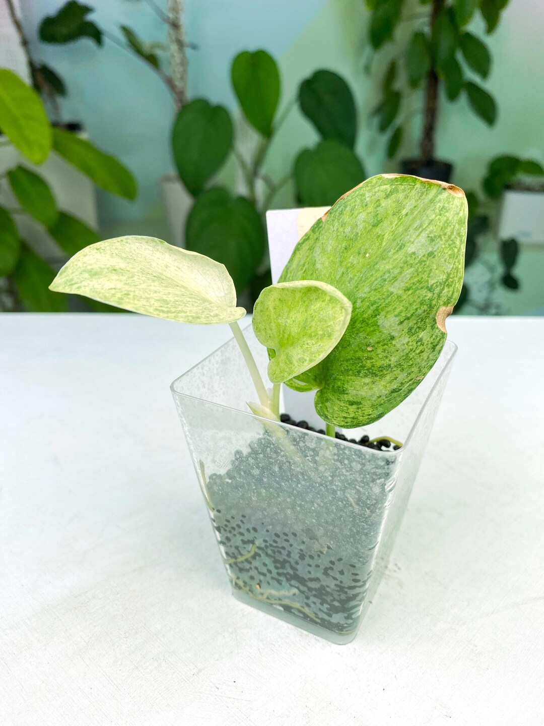 Scindapsus Pictus "exotica Mint" Variegated (3:A2) [1737] | Exact Plant ...