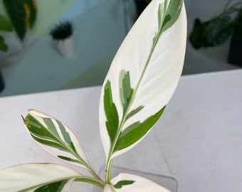 Musa Florida Variegated Banana Tree - Etsy